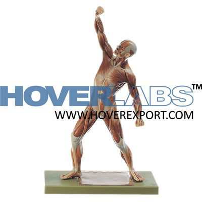 Muscle Figure India,Muscle Figure Manufacturers, Suppliers & Exporters ...